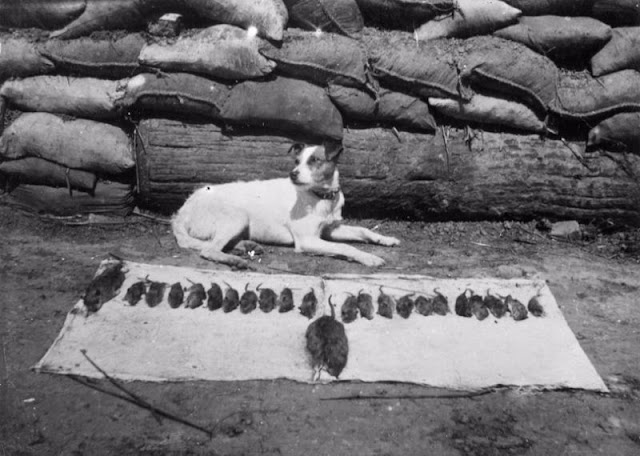 10 Ways Animals Have Helped the War Effort from World War I & II ...