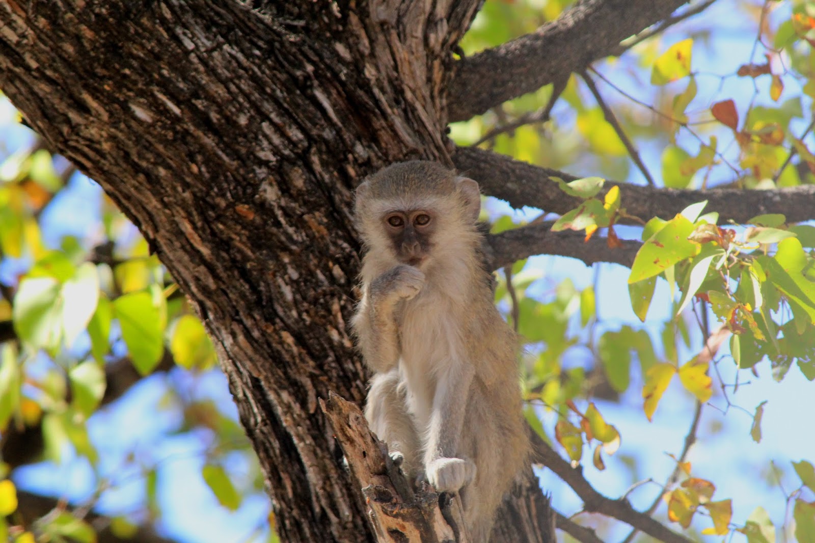 Asa and Julia in Africa