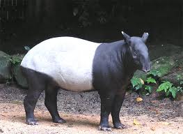 Tapirs Animals Facts And Images | All Wildlife Photographs