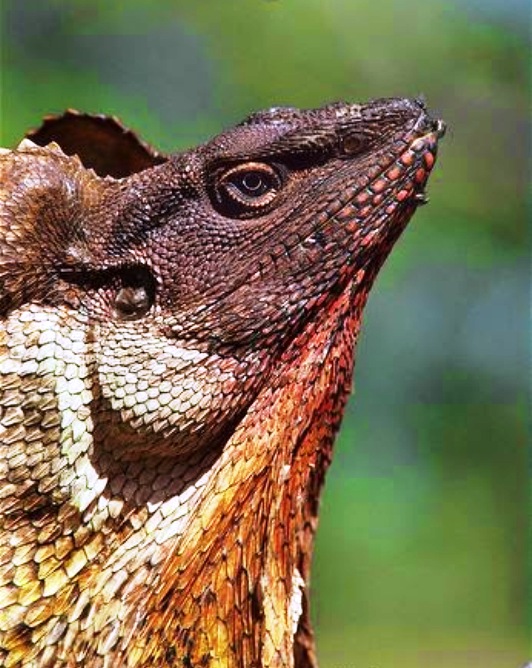 ΚΡΟΣΣΩΤΗ ΣΑΥΡΑ (FRILLED LIZARD) photos - wallpapers (ανανεωμένο) | the ...