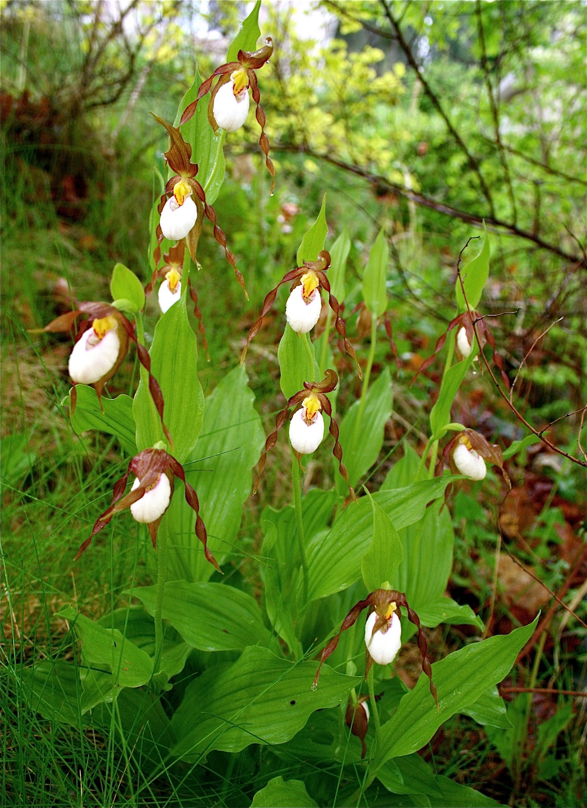 Wild Orchids of the Okanagan - A Bohemian's Guide to the Wild Woods