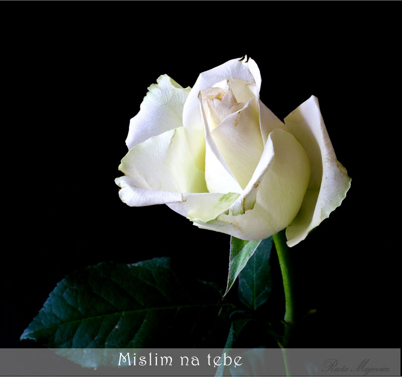 Ruže Majevice - Rasadnik ruža, Peljave. Sadnice ruža, stablašice, ruže ...