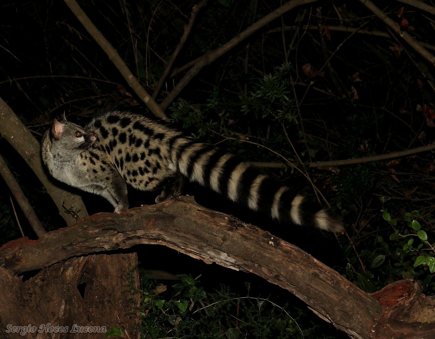 Viajes, Salidas, Naturaleza, (Fotografía).: Jineta (Genetta Genetta).