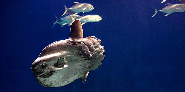 Espacios Plurales: Los peores, los más feos, se esconden para hacer más ...