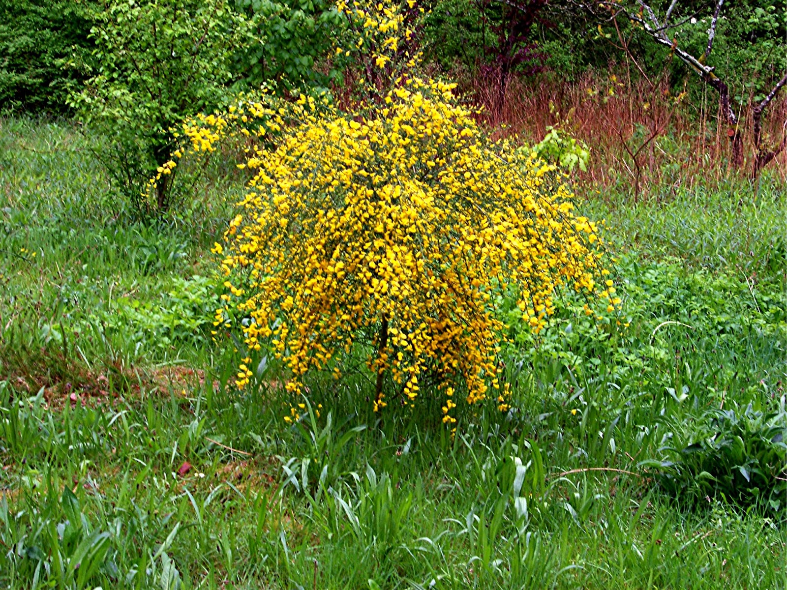 Brem - JungleKey.in Image