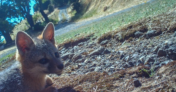 Dipper Ranch: Fox Pup Screen Saver