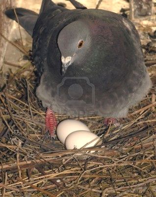 APRENDER EN MI AULA ES DIVERTIDO: ANIMALES QUE TAMBIÉN NACEN DE HUEVOS ...