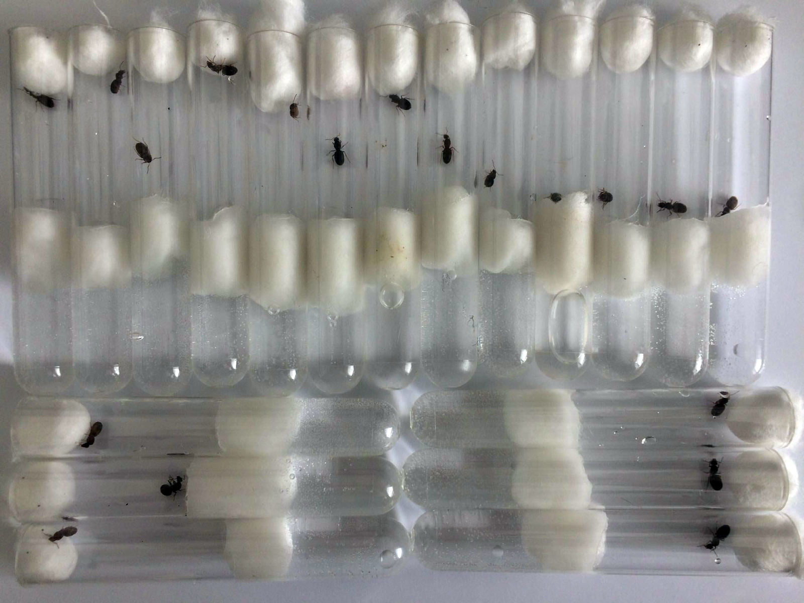 New Lasius Niger queens : r/ants