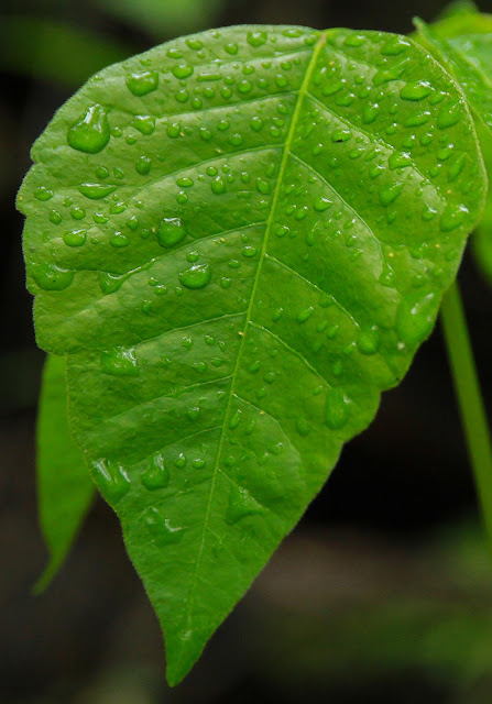 All of Nature: Poison Ivy Likes the Rain