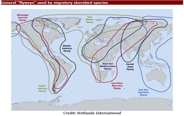 Avian Flu Diary: Spring Bird Migration `Marches' On