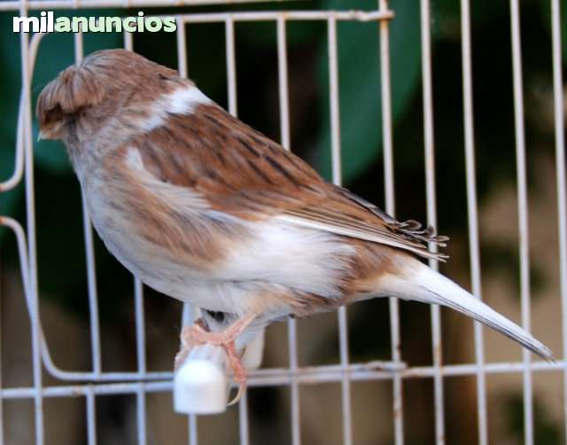 LOS CANARIOS DE POSTURA: Canarios Moñudos