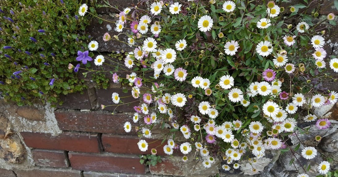 HOW TO GROW BRACHYSCOME |The Garden of Eaden