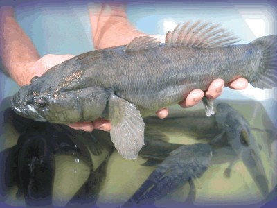 Sleepy Cod | Acuaponia Indoor