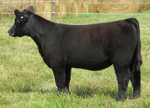 Habeger Show Stock News: Bremer Show Cattle Heifer Bid-Off | Sept. 21