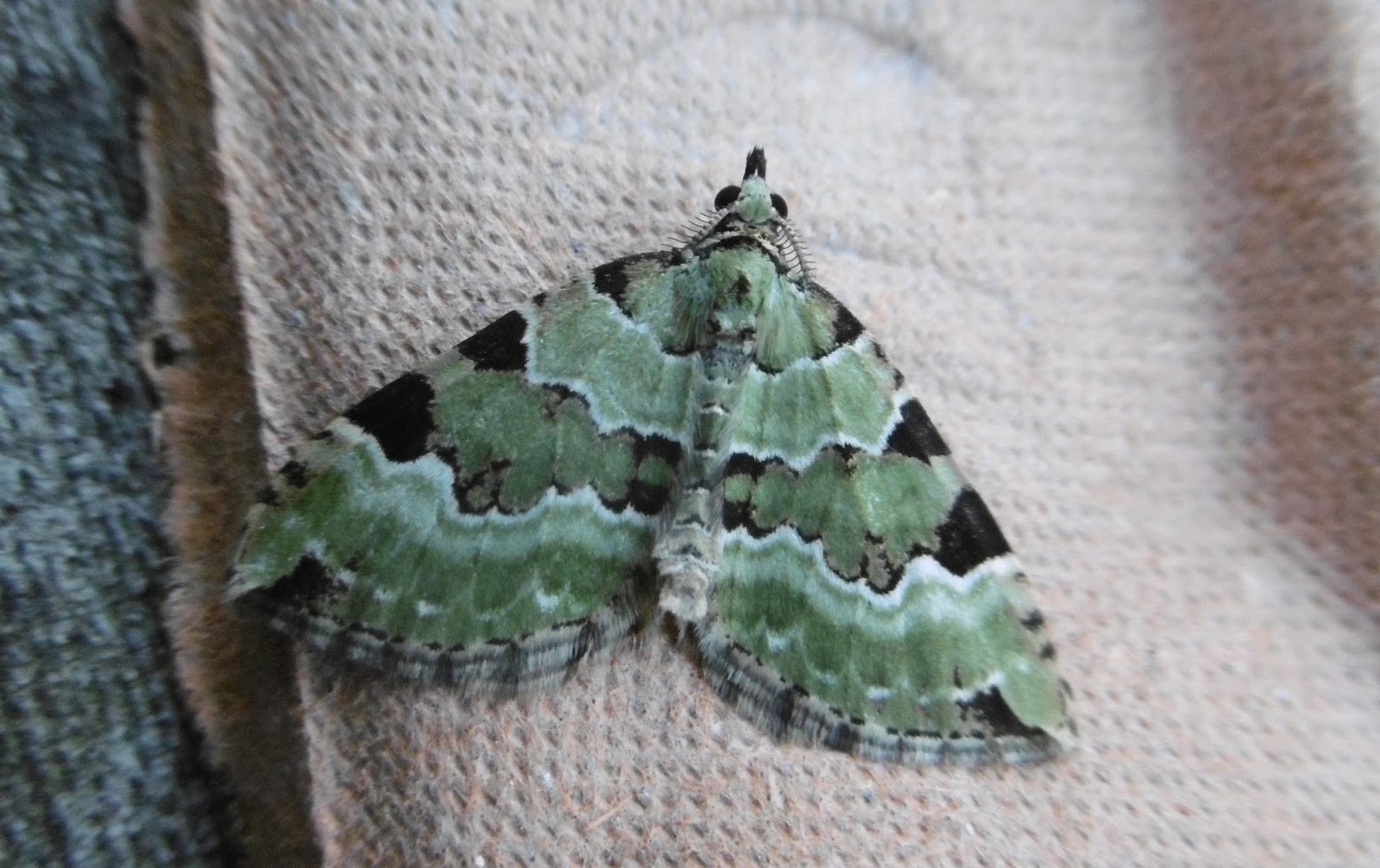 Martin's Moths: Numbers rising