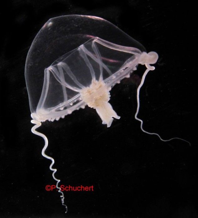 Real Monstrosities: 2018