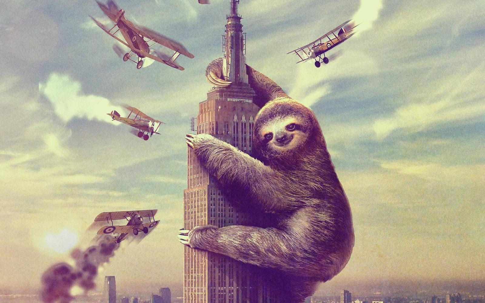 ΒΡΑΔΥΠΟΔΕΣ ( SLOTHS ) photos - wallpapers (ανανεωμένο) | the fun bank