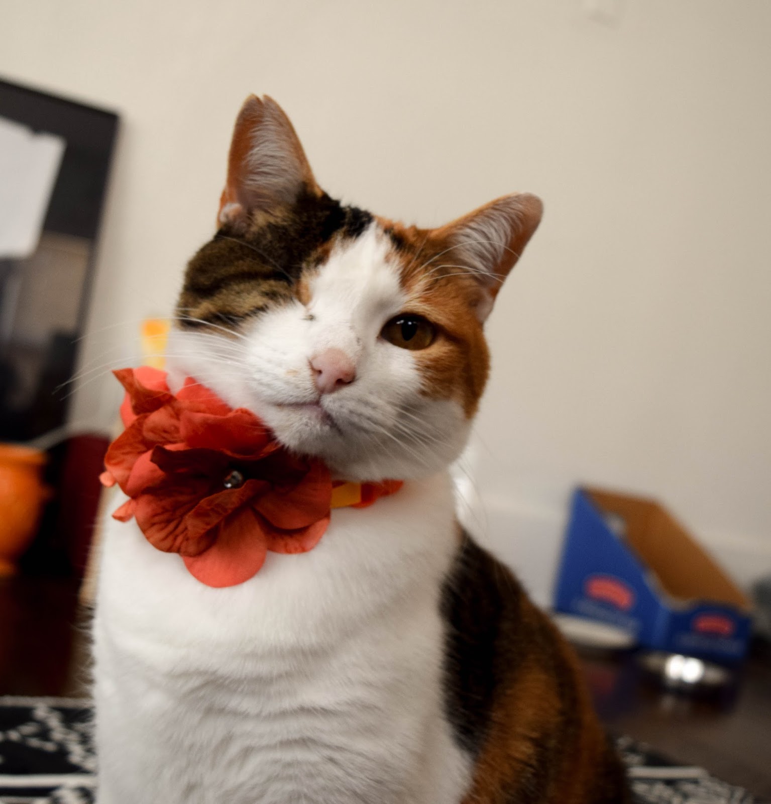 Melissa's Mochas, Mysteries and Meows: Mudpie Interviews...Snickers the ...