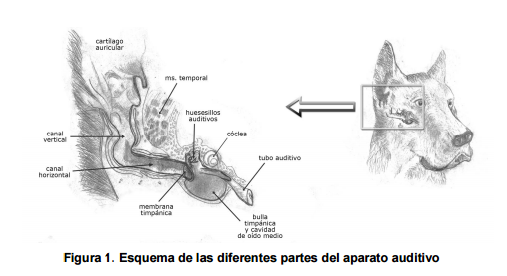 Blog de la Central de Urgencias Veterinarias de Ibagué: EL OÍDO DEL CANINO