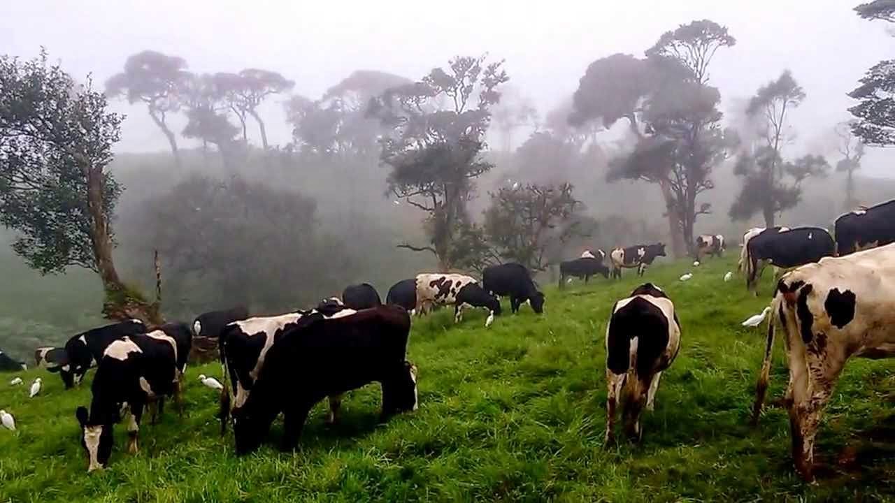 Ambewela - Sri Lanka - Land Of Ceylon
