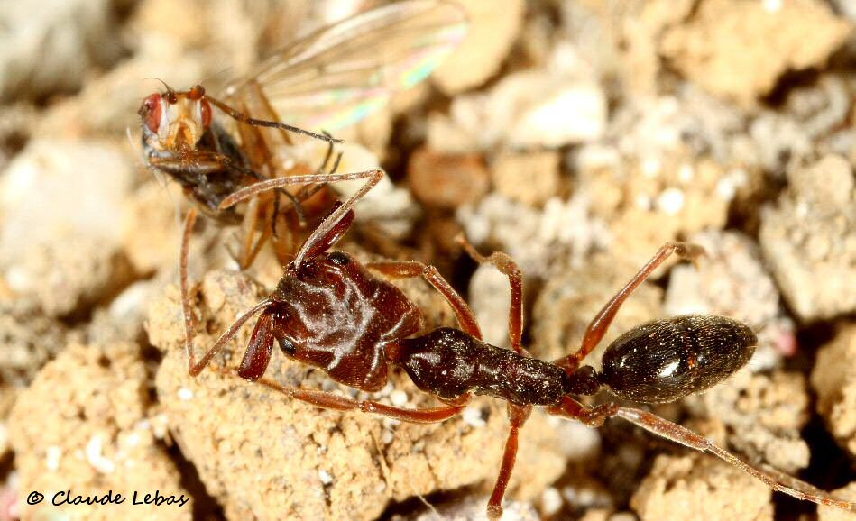 fourmis de Cuba- Hormigas de Cuba- Ants of Cuba: Odontomachus insularis