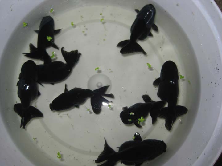 Ranchu Gardens: Thai Black Ranchu