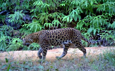 da|NATURALIST: Wild Cats of Malaysia