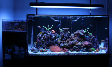 Featured Reef Tank: Cody's 120 Gallon Zoa Garden - Marine Depot Blog
