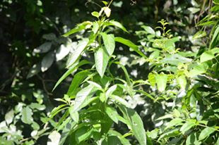 Trinidrinkers: Zebapique Remedy