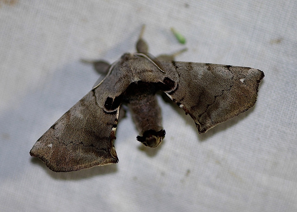 Field Biology in Southeastern Ohio: Thyatirids, Apatelodids, and ...