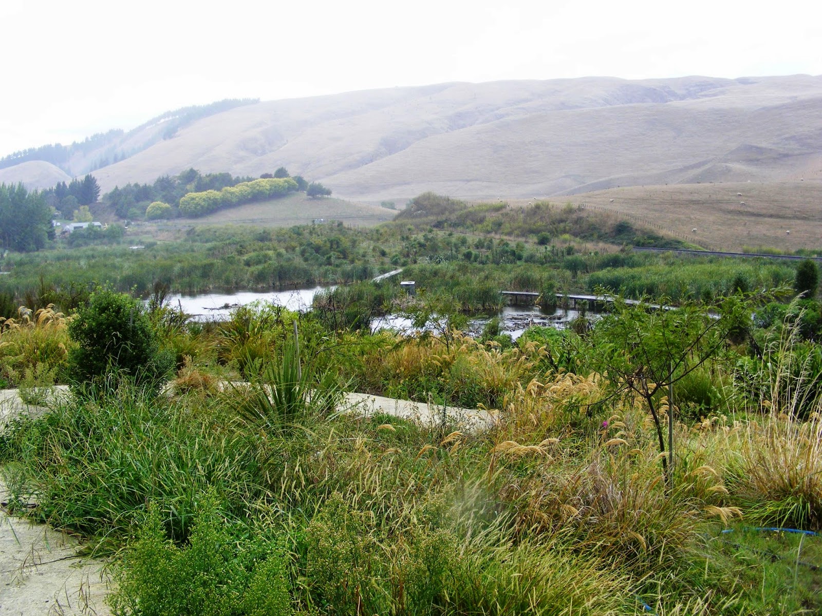 Rachel Callaghan Landscape Architect, NZ: Pekapeka Wetlands, Hawkes Bay
