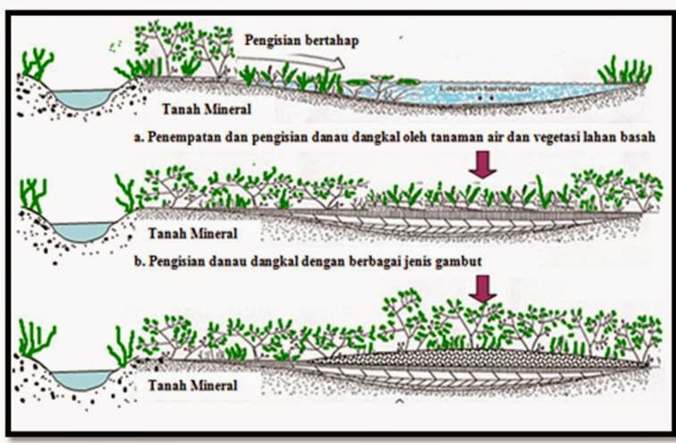 EKOLOGI TUMBUHAN KELOMPOK HUTAN RAWA GAMBUT 6E