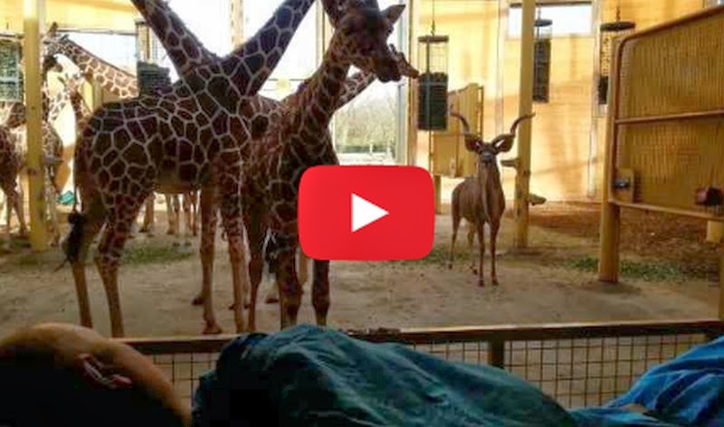 Giraffe Saying So Special Goodbye to His Dying Zoo Worker with a Kiss ...