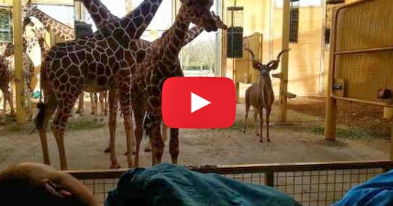 Giraffe Saying So Special Goodbye to His Dying Zoo Worker with a Kiss ...