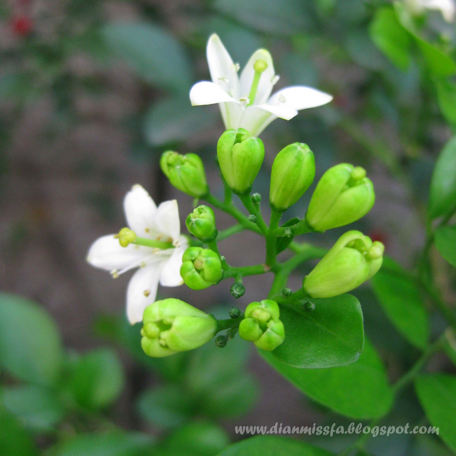 KEBUN BUNGA: KEMUNING (Murraya paniculata)