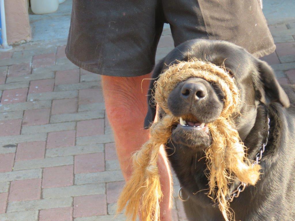 memorable meanders: Vain cat and daft dog