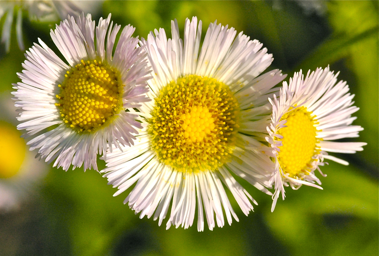 Riverdaze…: COMMON BEAUTY