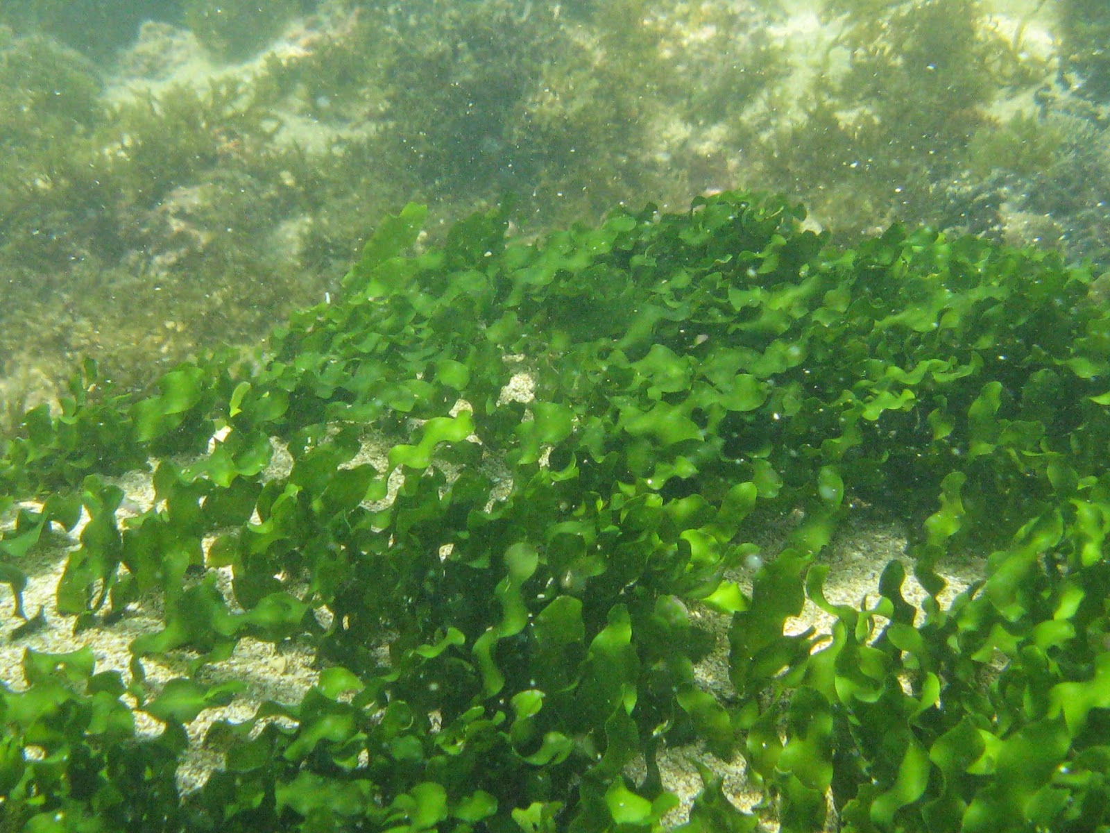 Catalogue of Organisms: Caulerpa: Sea Grapes, Feather Algae and Other ...