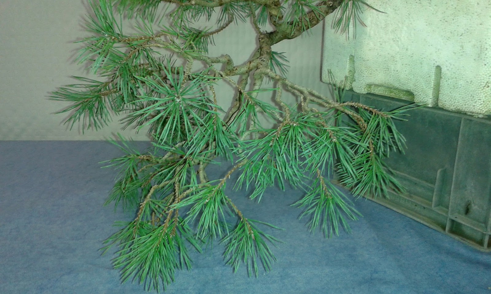 OlianaBonsai: Pi roig 15 i Pi roig 5