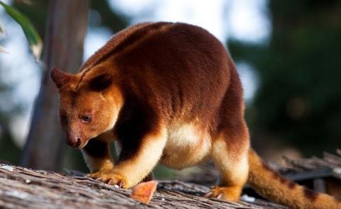 10 Endangered Indonesian Domestic Animals Species - Whats Indonesia