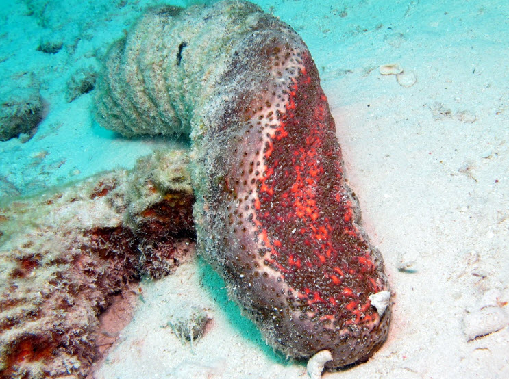 Sea Cucumber | The Biggest Animals Kingdom