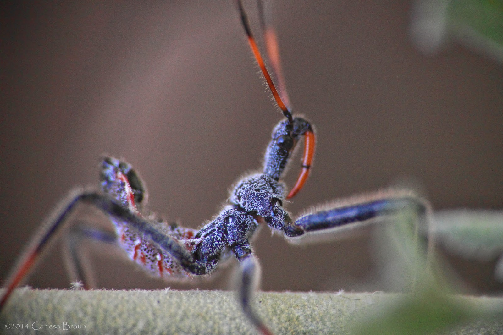 Nature Photography and Facts : Assassin Bugs