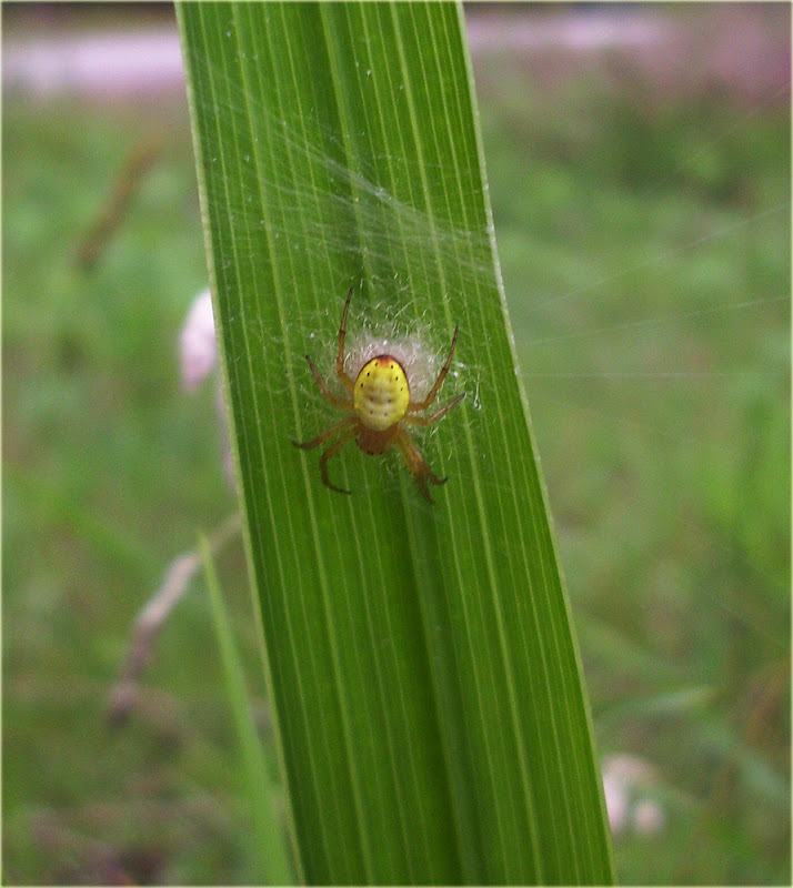 Arachnerds: Spiders of New Hampshire