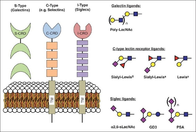 Liga Universitária de Imunologia: O fantástico mundo das Lectinas