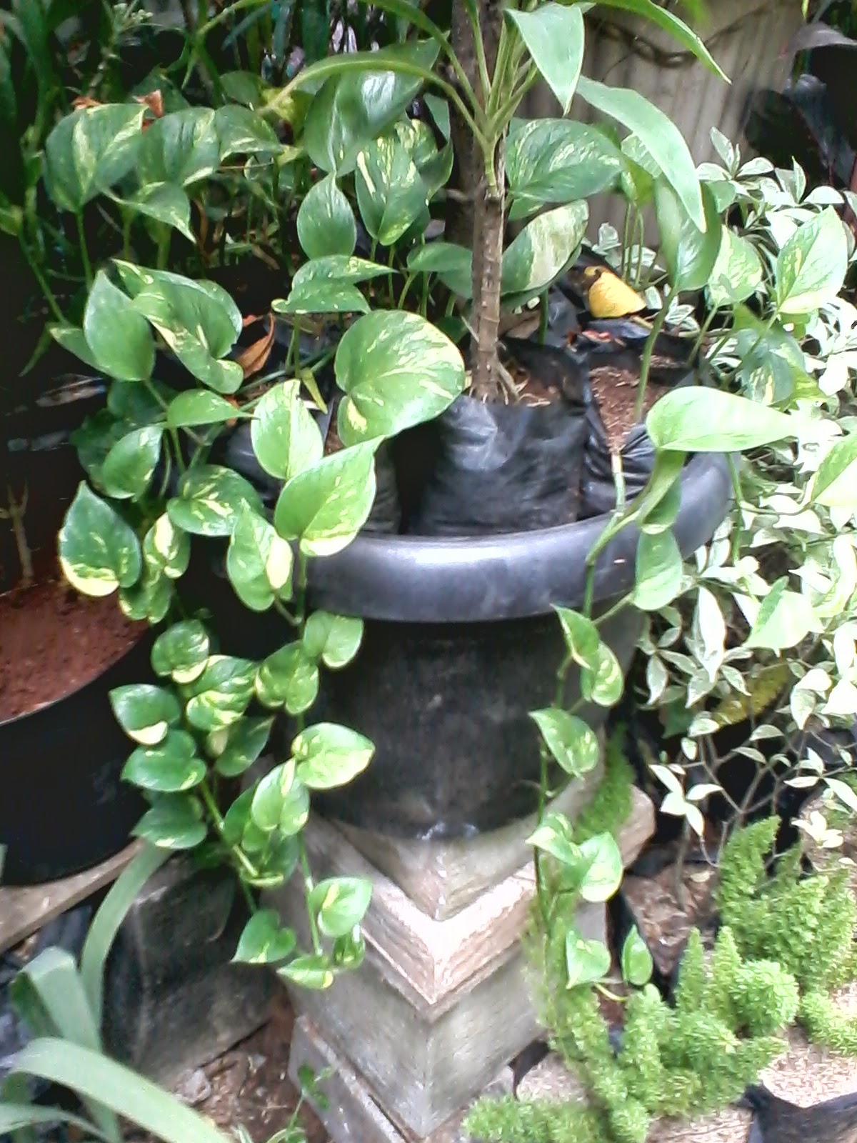 Jual tanaman hias rambat | Habiban Plants