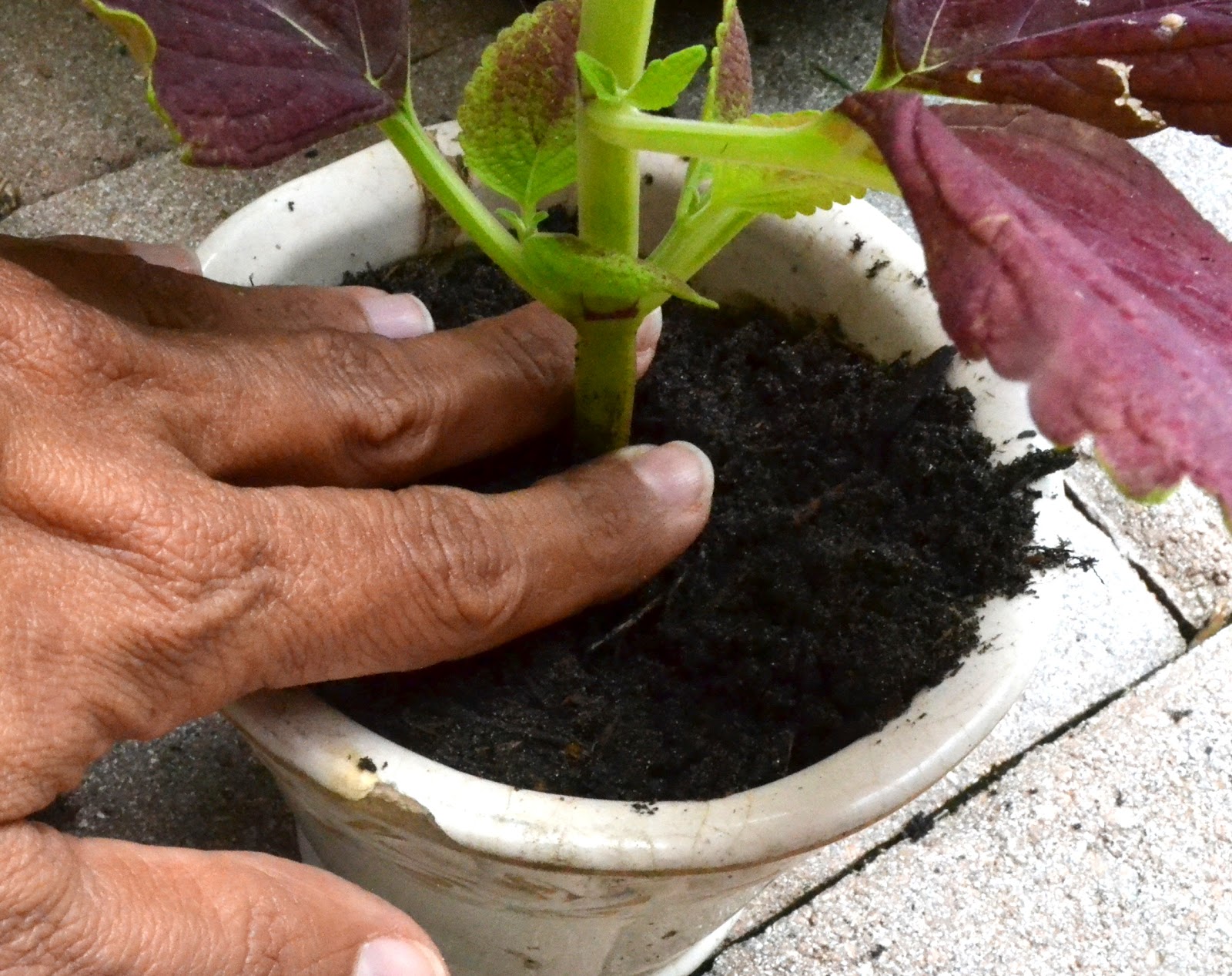 The Homeless Finch: How To Root Coleus. It's Easy. (and a Feature!)