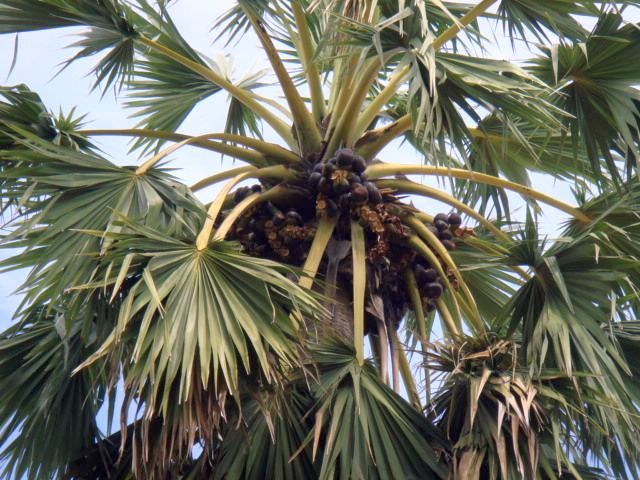 ARUNACHALA LAND: The Wonderful Palmyra and Nungu Fruit