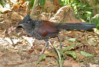 Lost in BIrding: Ecuador Interlude: BANDED GROUND-CUCKOO (22 Sept.)