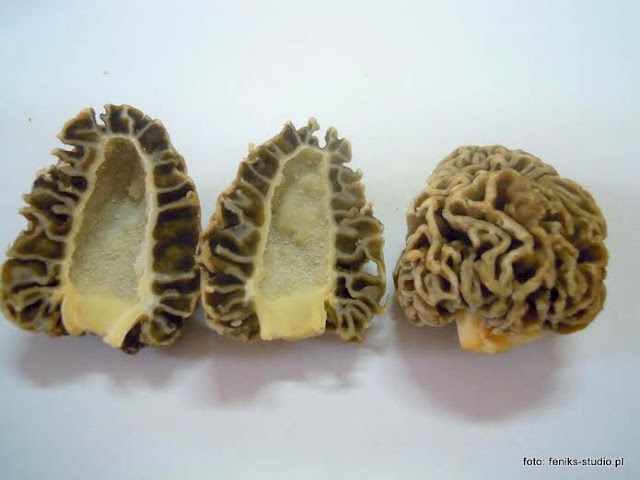 Grzyby gatunkami. Smardz jadalny. Smardz zwyczajny | Smaczna Pyza