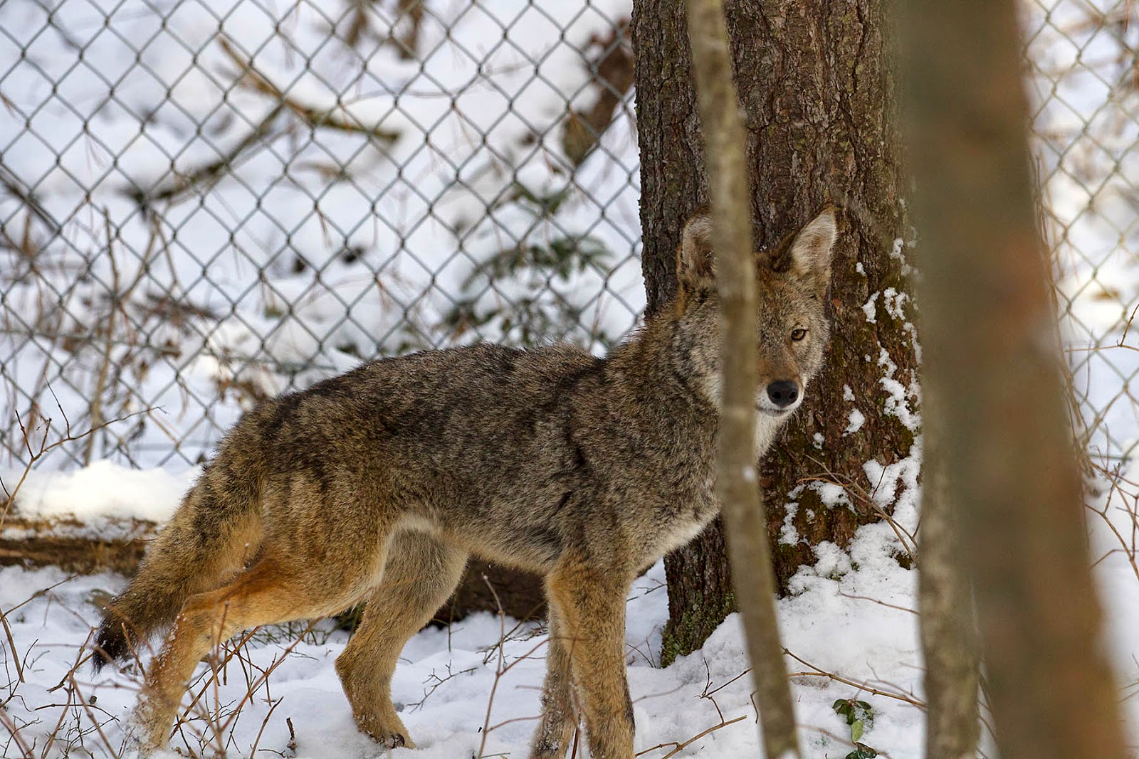 Ann Brokelman Photography: Coyotes - from mange to beautiful. Nov 2014